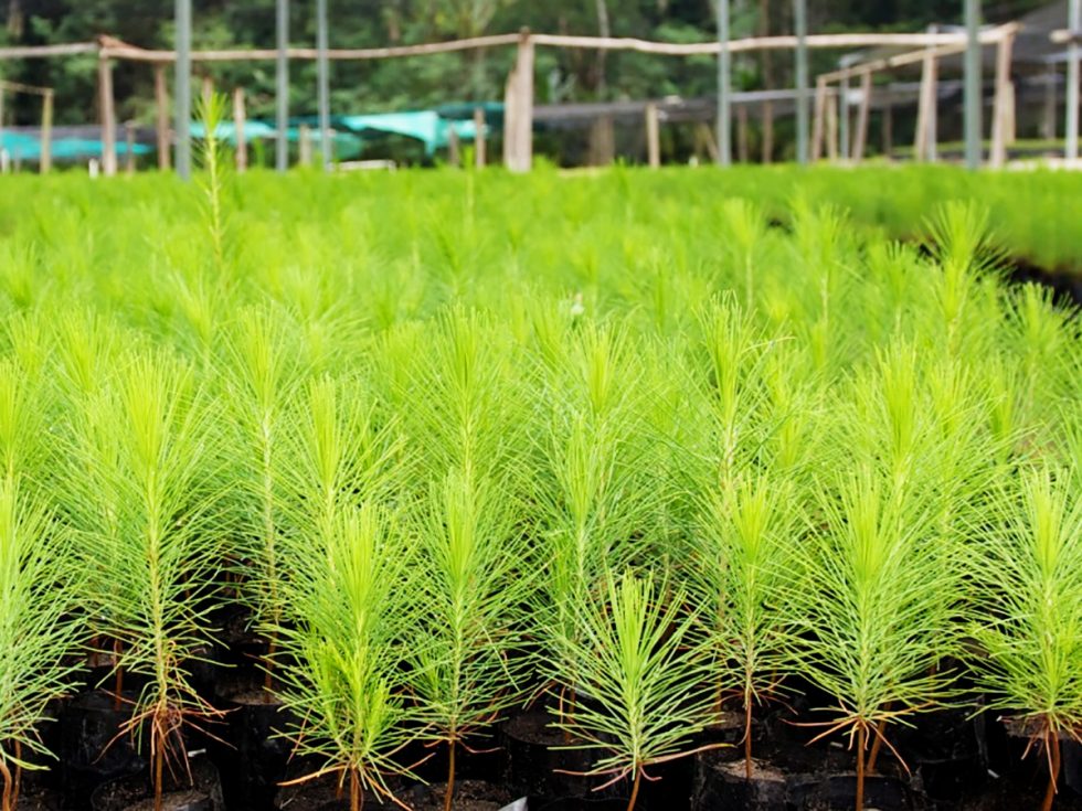 CERTIFICATIONS | PNGFP